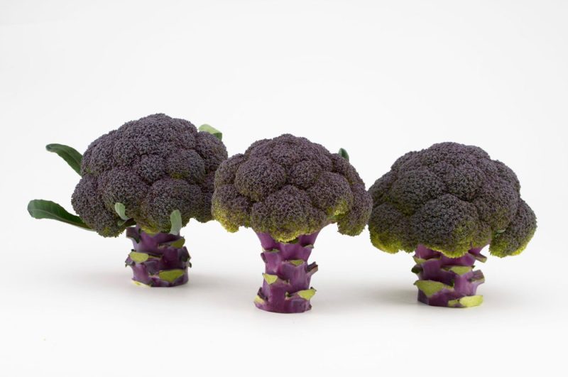 Sakata Experience Purple Magic - Sakata Seed Iberica