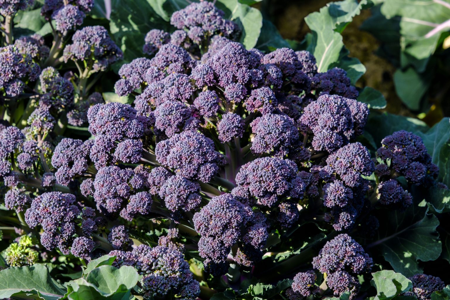 Sakata presenta Tyrian, el primer brócoli ramificado morado del tallo a ...